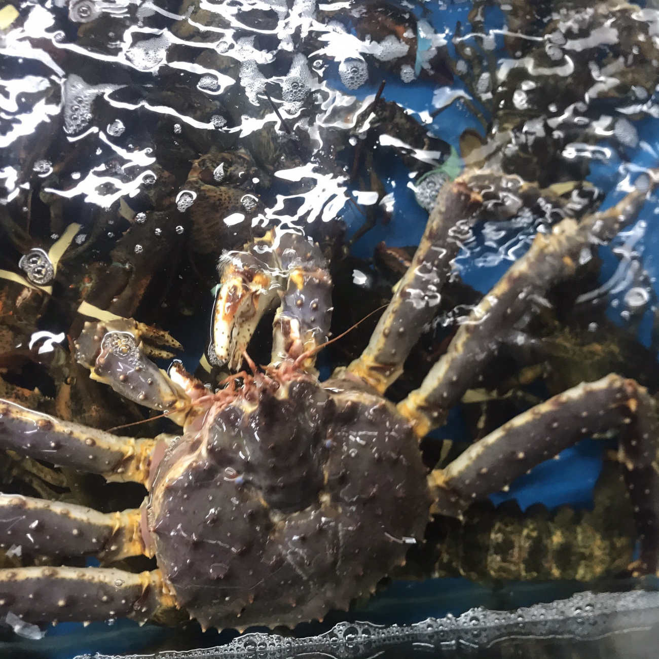 Cua hoàng đế tươi sống, bán cua King Crab chất lượng