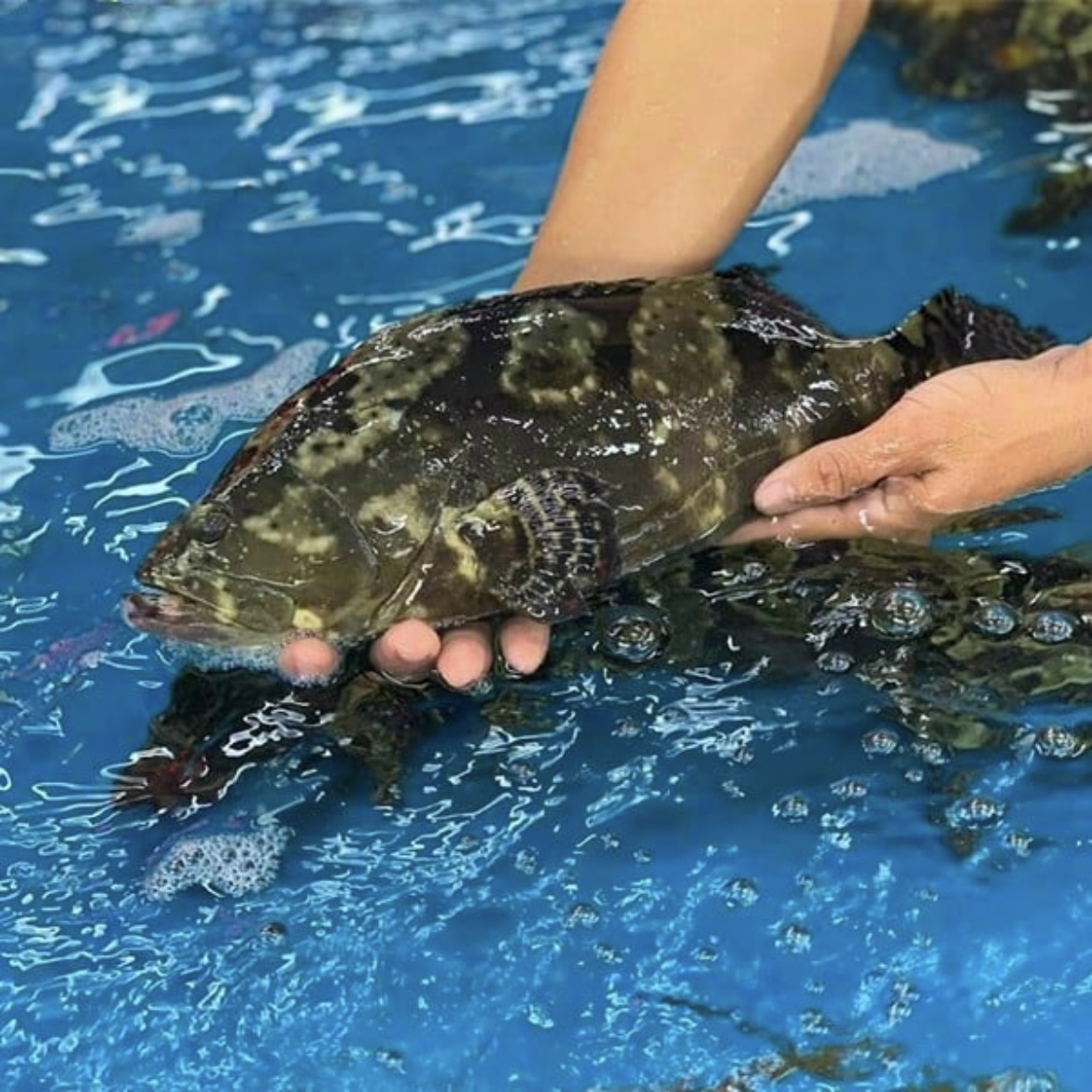 Cá Mú Sống - Haisanthanhthien.com