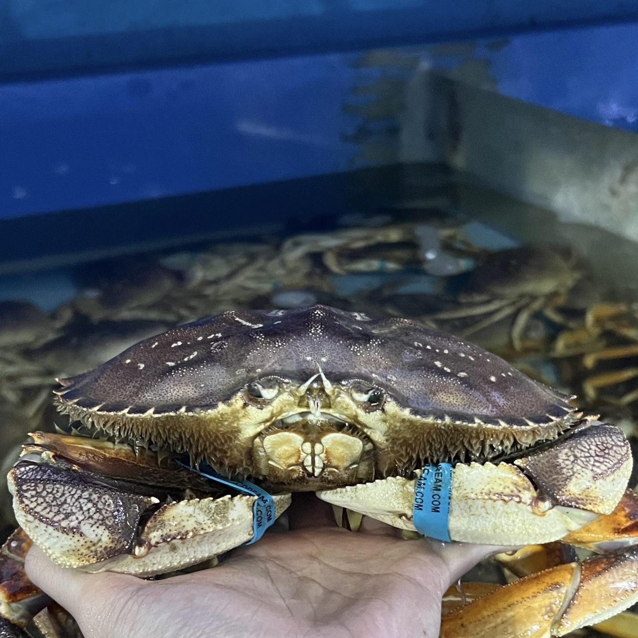 Cua bắc mỹ ( cua Dungeness ) - Haisanthanhthien.com